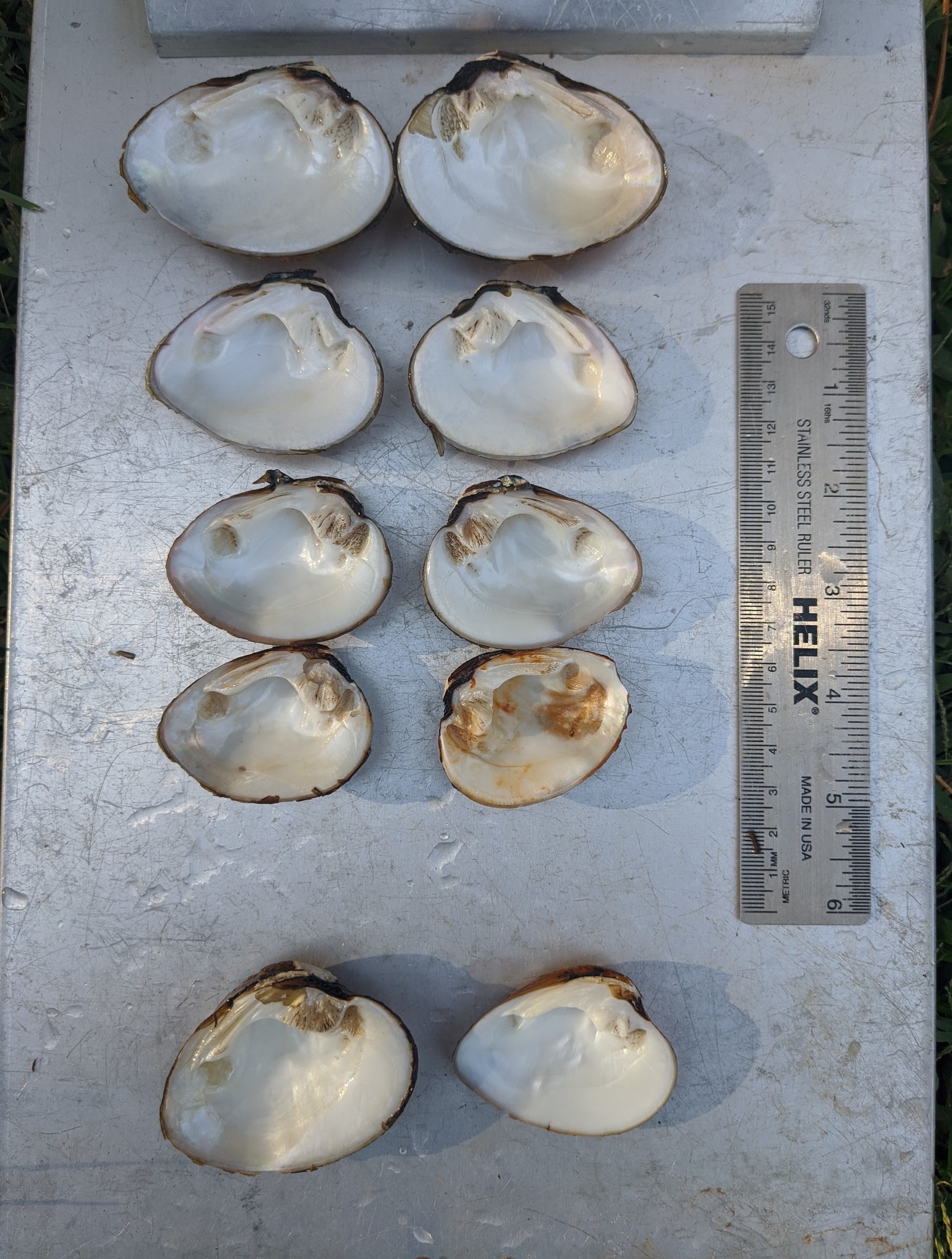 St. Croix River watershed wildlife: Rich in natural spaces and rare species