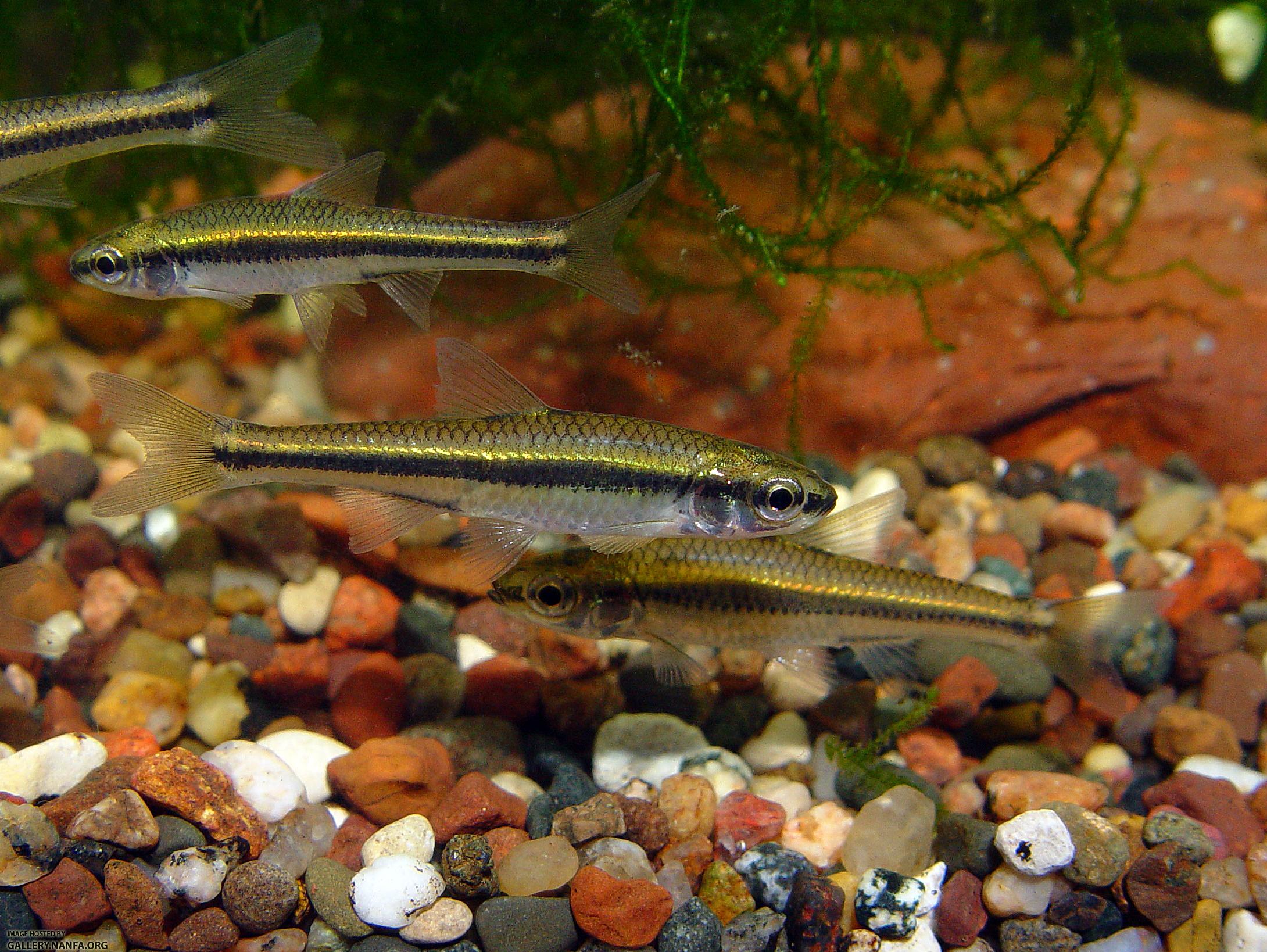 Fish surveys turn up surprising species in St. Croix and tributaries ...