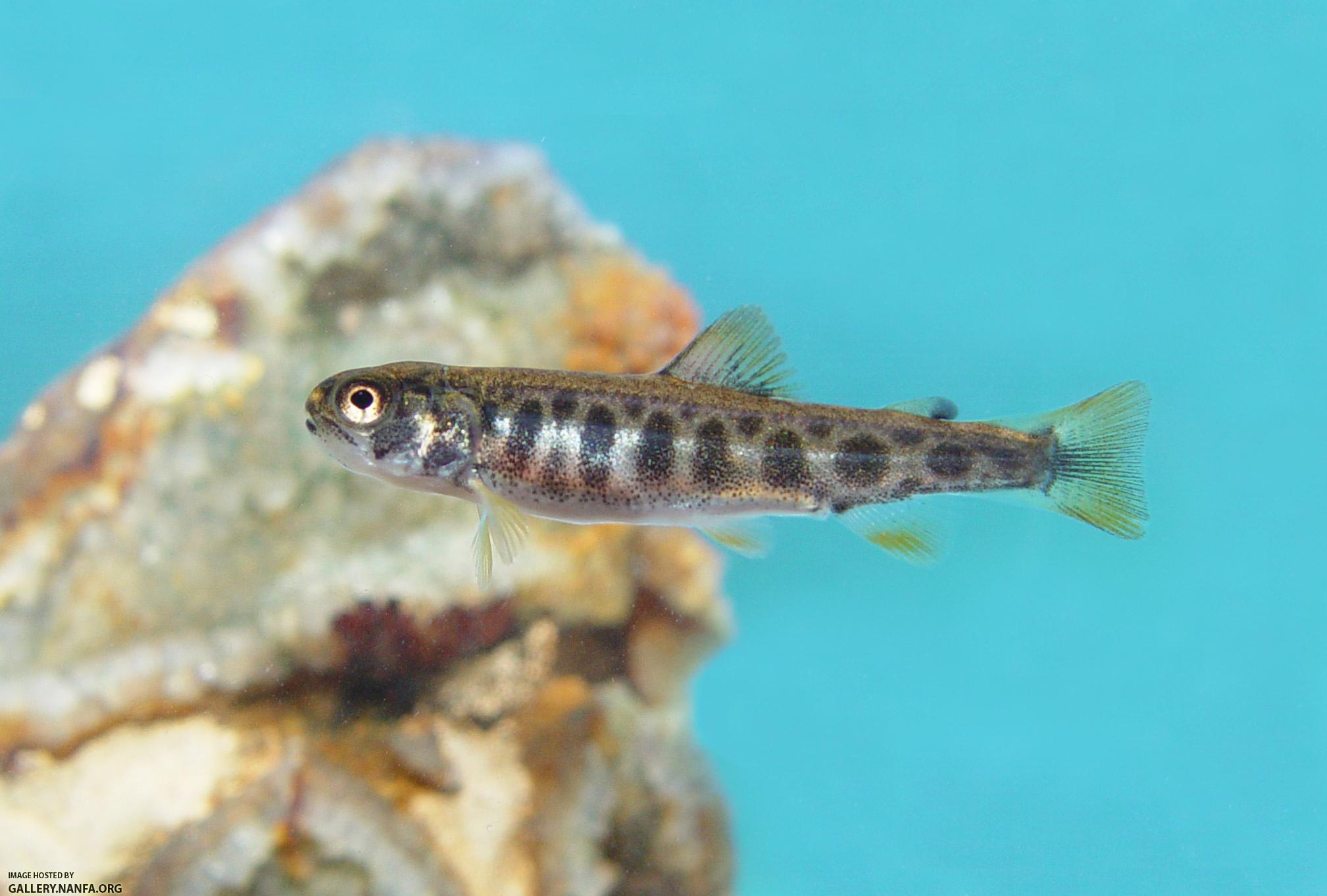 Fish surveys turn up surprising species in St. Croix and tributaries ...